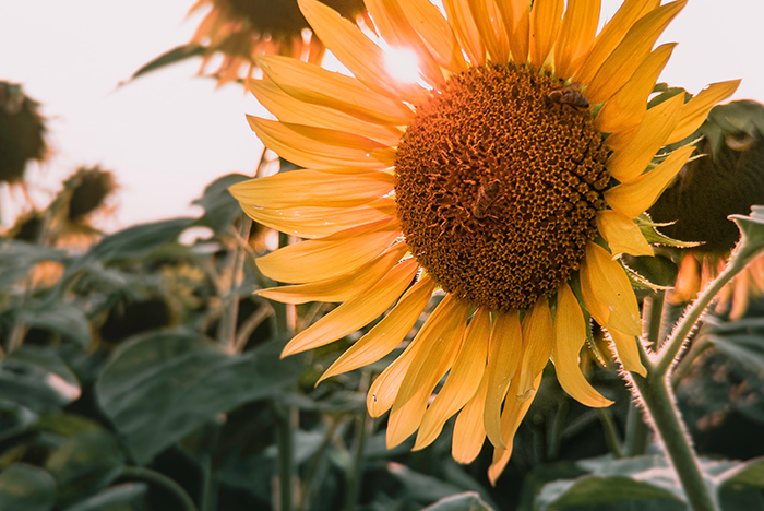 5 Day You Are Enough: Go Deeper